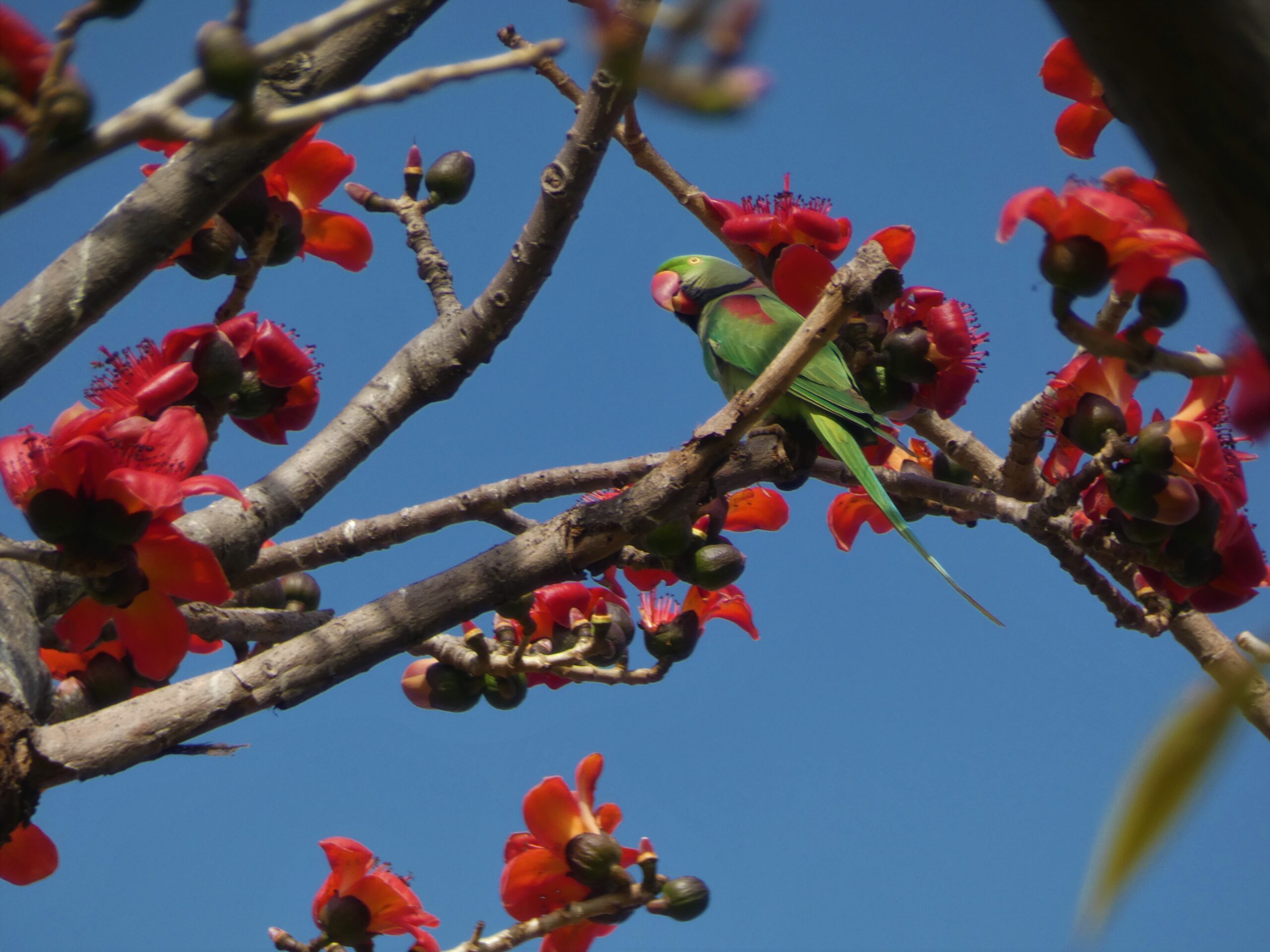 Delhi Trees Archives - Urban Taru